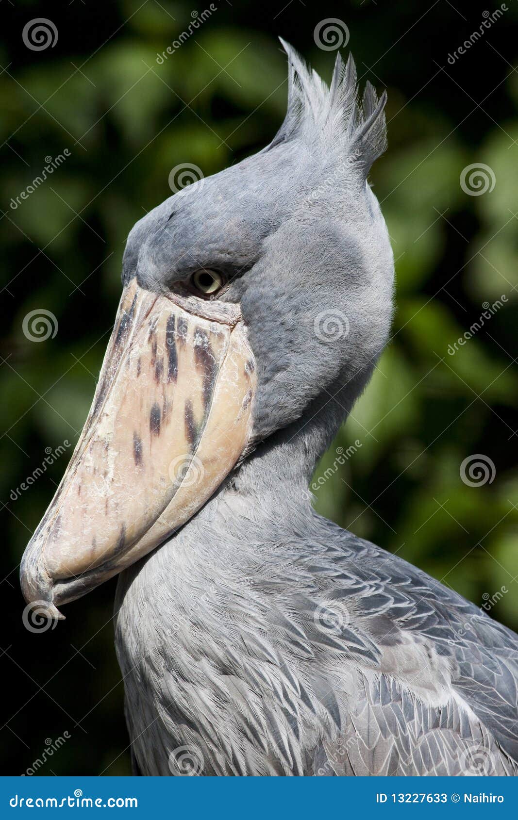 Close up of Shoebill stock image. Image of prehistoric - 13227633