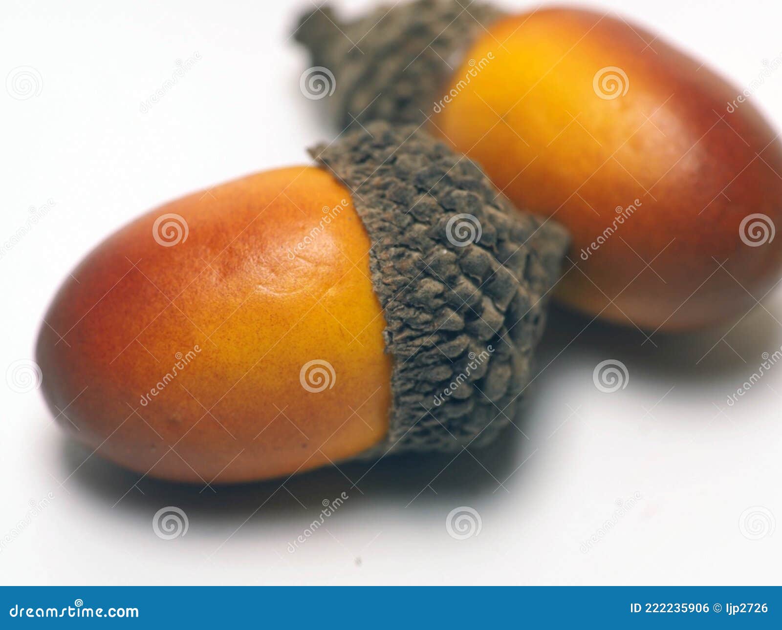 Close Up Shoot of Artificial Acorn Stock Photo - Image of bronze, ripe ...