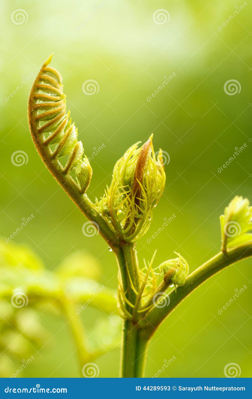 Close Up Shoot Leaves after Rain Stock Image - Image of branches, life ...