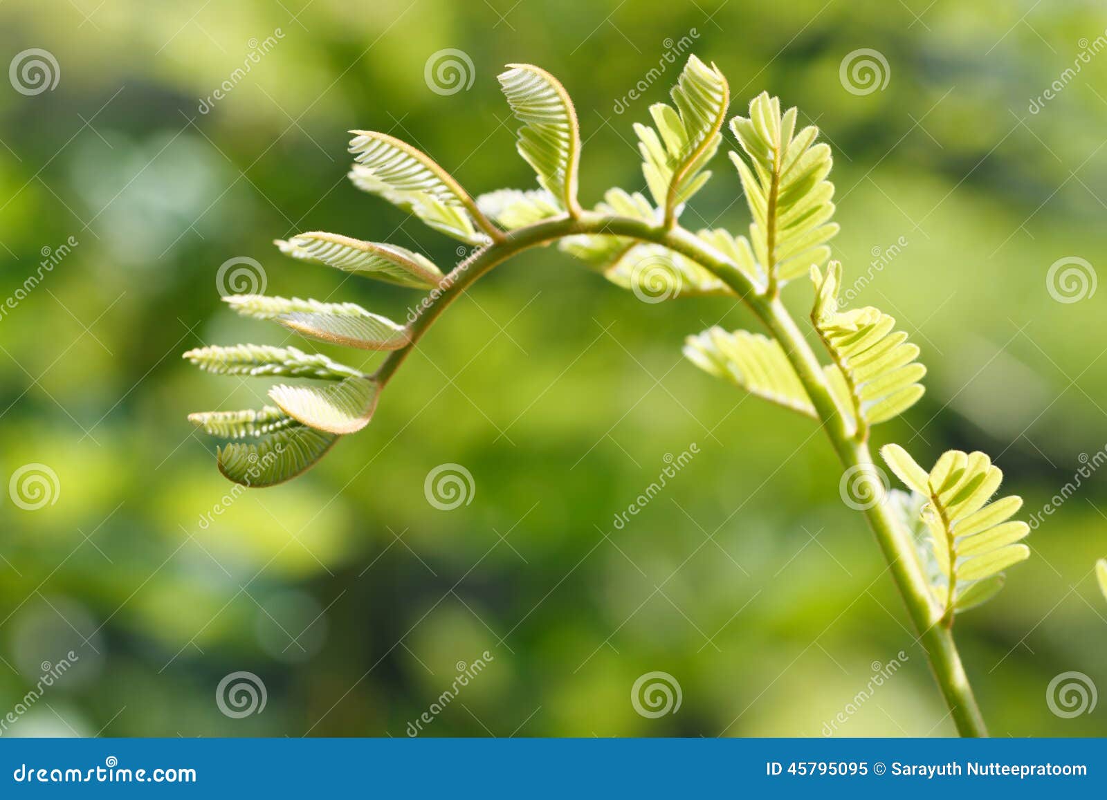 Close up shoot leaves stock image. Image of closeup, detail - 45795095