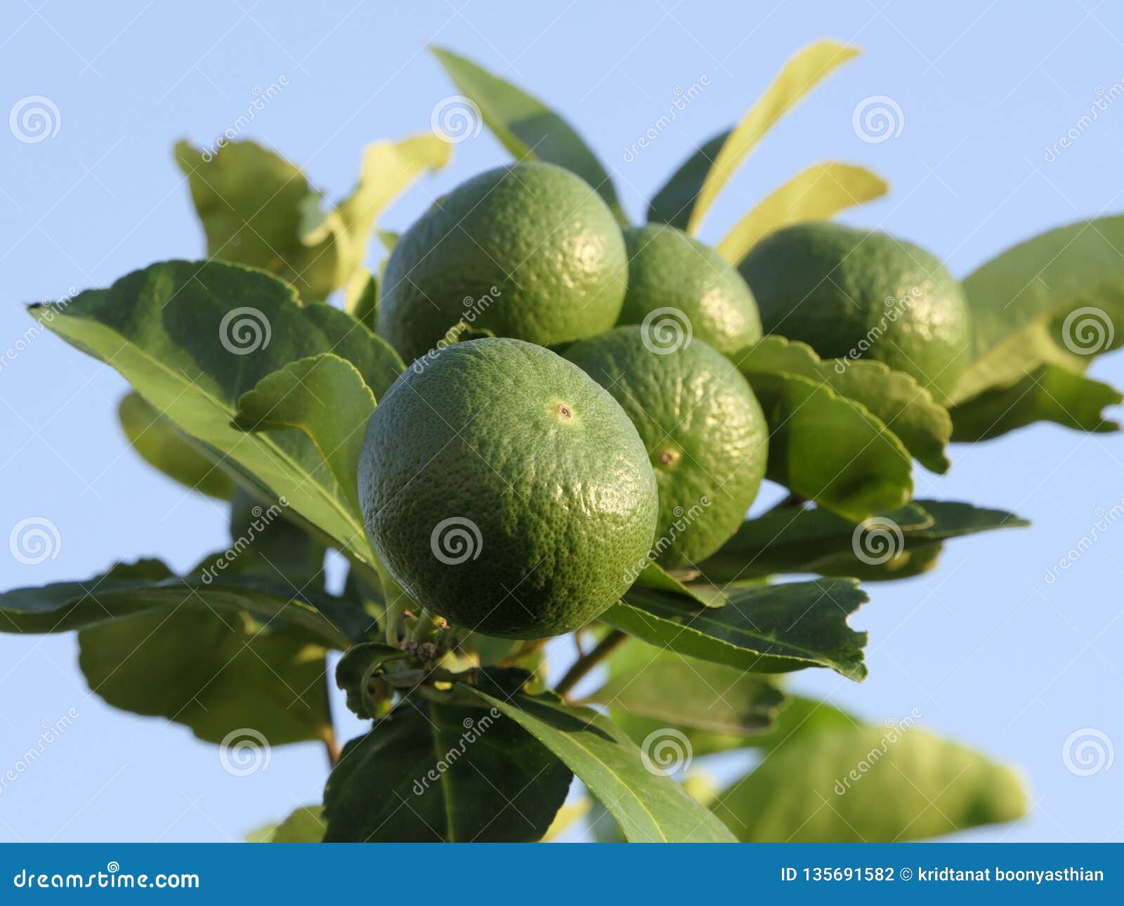 Green limes on a tree stock photo. Image of fresh, tree - 135691582