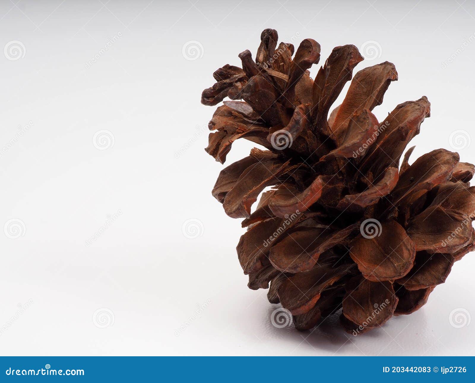 Close Up Shoot of Pine Fruit Stock Image - Image of healthy, natural ...