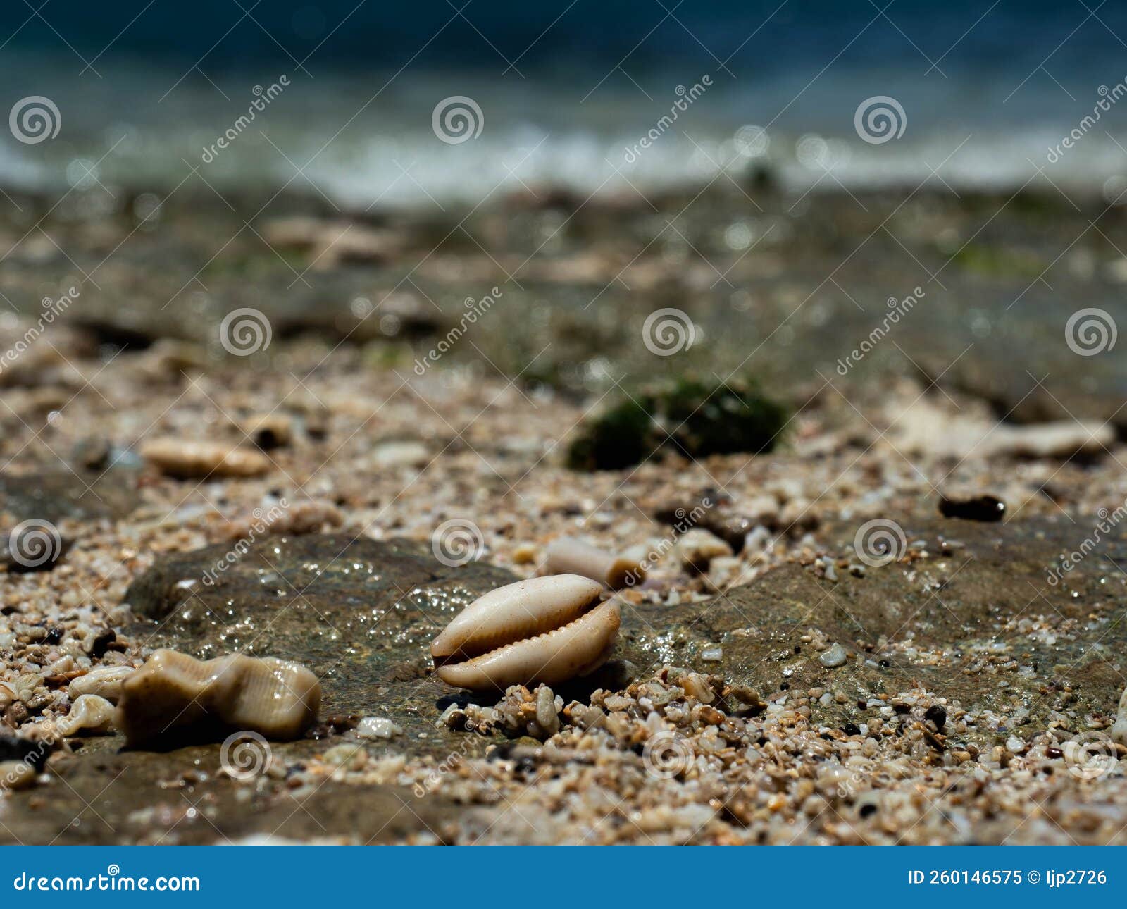 Close Up Shoot of Sea Shell on a Rock in the Beach Stock Image - Image ...
