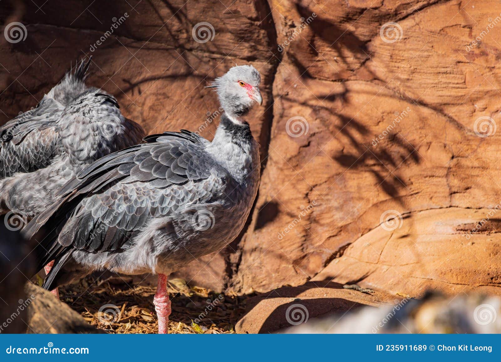 Close Up Shoot of Southern Screamer Stock Image - Image of park ...