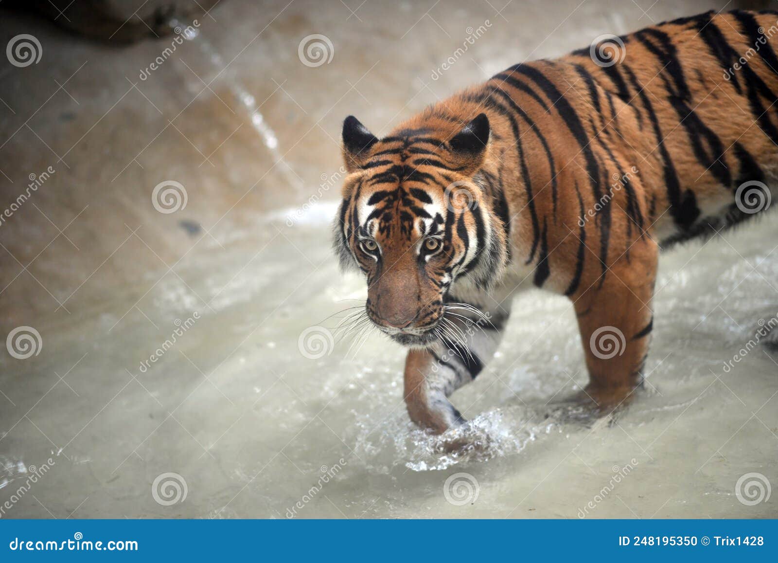Close Up Shoot of Tiger Portrait Stock Photo - Image of hair, poppy ...