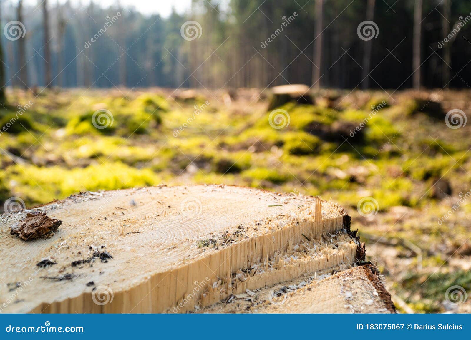 Close Up Shoot of Tree Stump - Deforestation in Process Stock Image ...