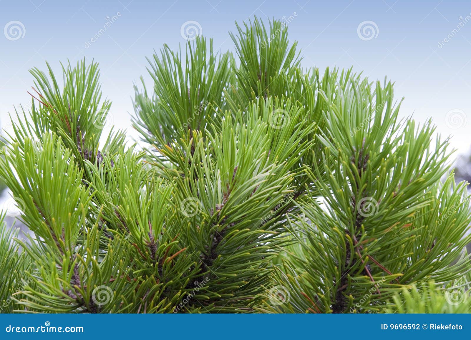 Close-up of a Shore Pine stock photo. Image of grove, canada - 9696592