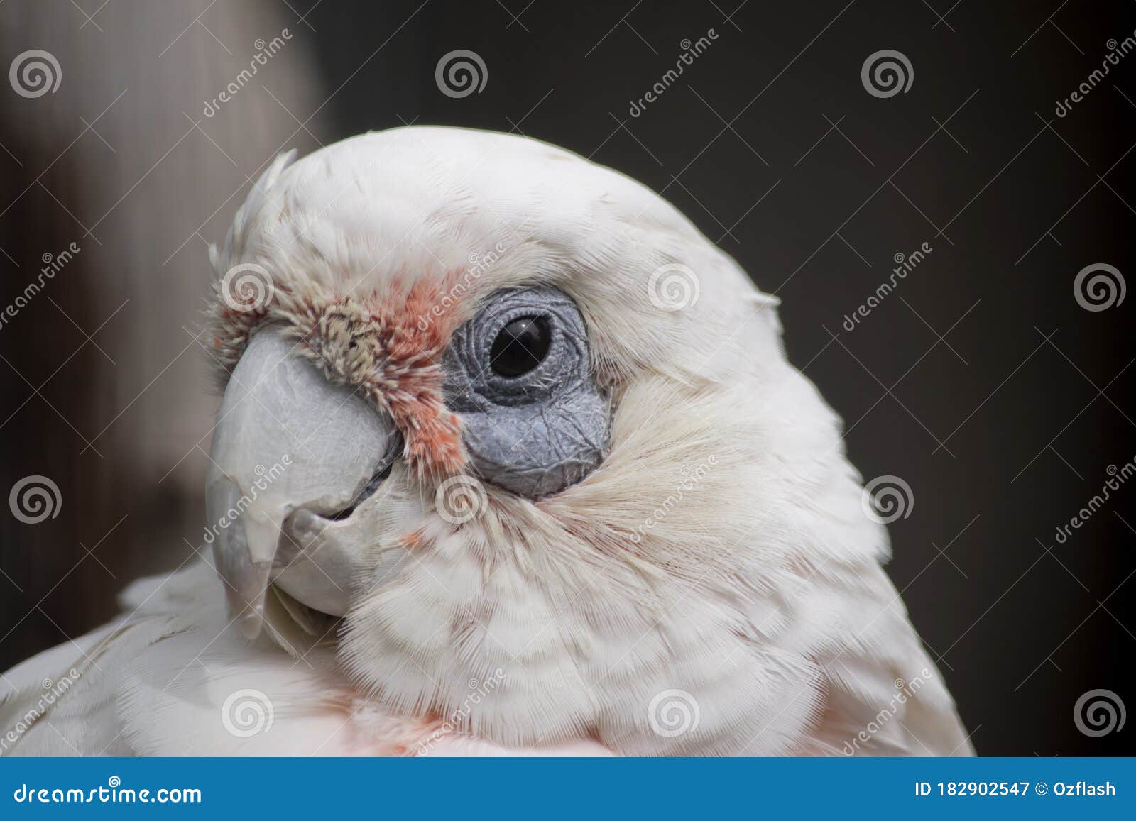 This is a Close Up of a Short Beaked Corella Stock Image - Image of ...