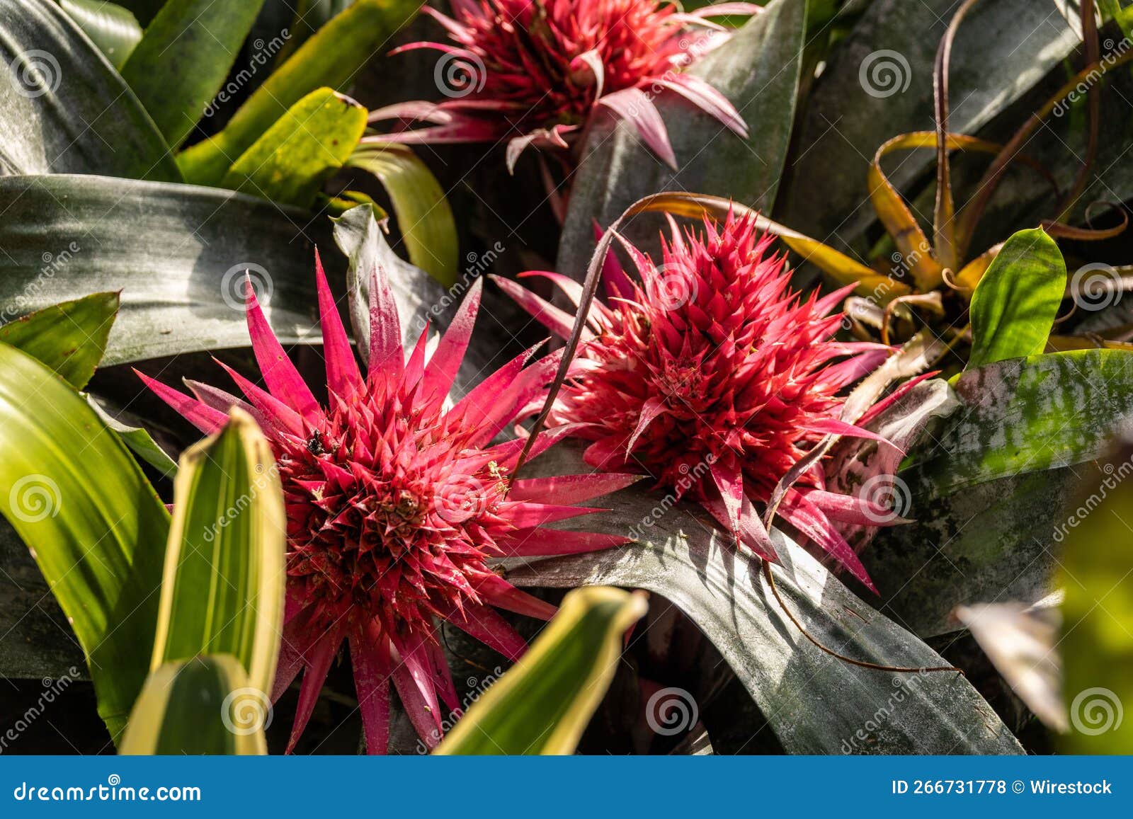 Close-up Shot of an Aechmea Growing in a Garden Stock Photo - Image of ...