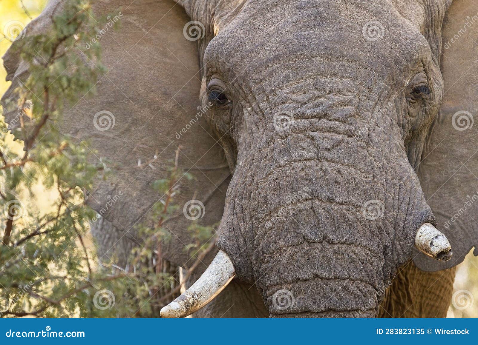 Close-up Shot of an African Bull Elephant Stock Image - Image of ...