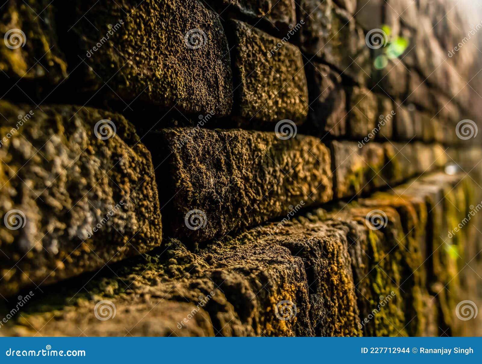 Close Up Shot of Algae on Brick Wall with Sunlight in the Defocused ...
