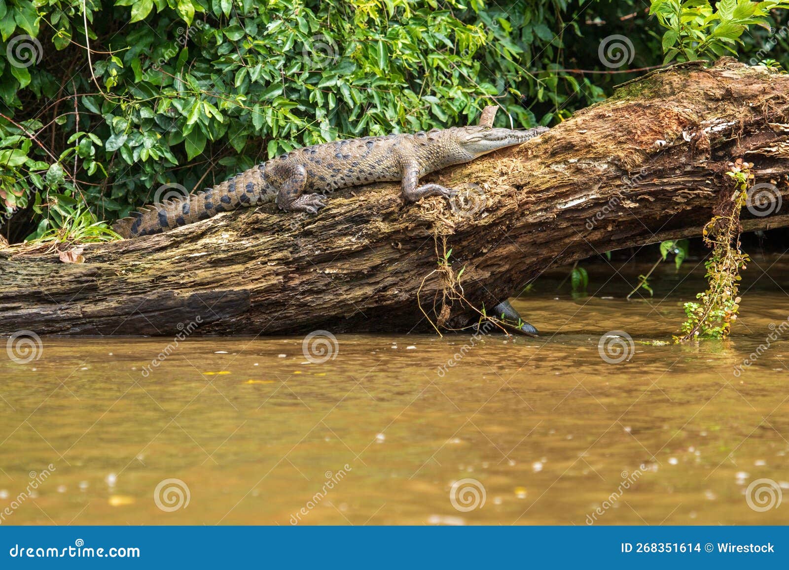 Close-up Shot of an Alligator Relaxing on a Fallen Tree Trunk Over a ...