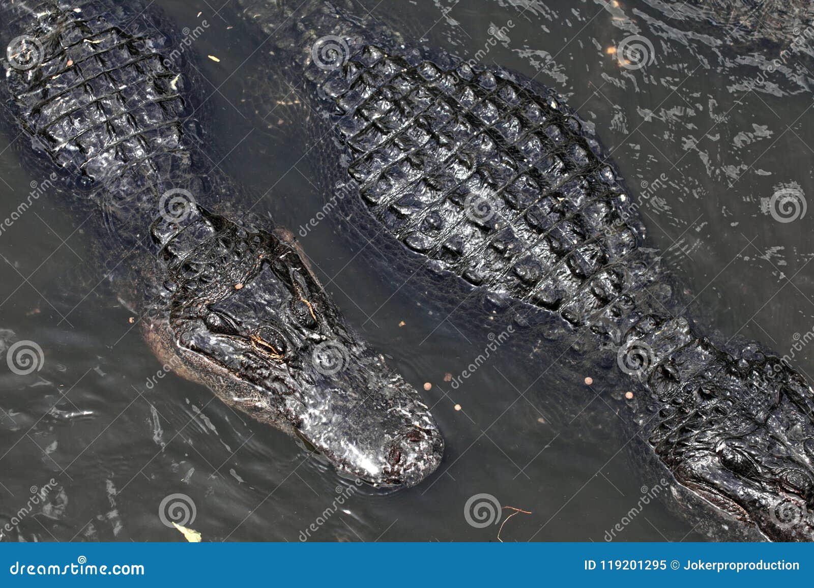 Alligators Floating on Water Stock Image - Image of crowded, lakeside ...