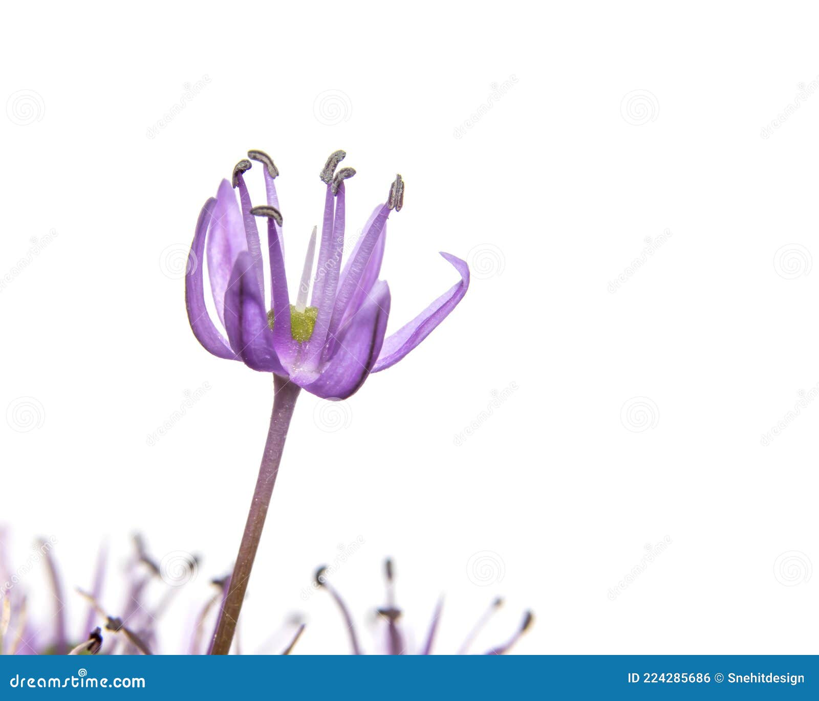 Close Up Shot of Allium Flower on White Background Stock Photo - Image ...
