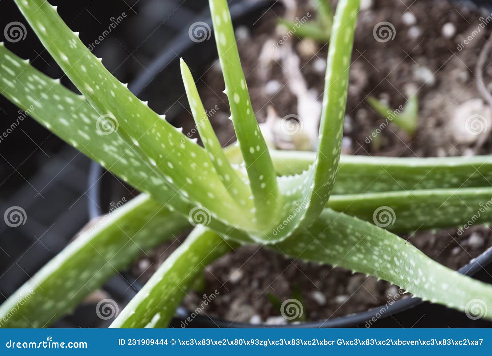Close Up Aloe Vera - Aloe Barbadensis - A Succulent Plant Species Of ...