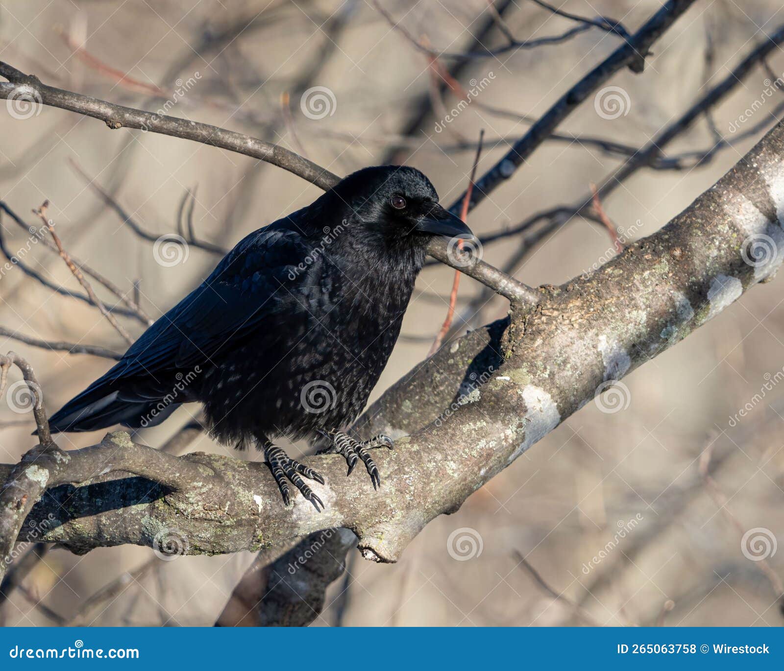 Close-up Shot of an American Crow Perched on a Tree Branch in a Forest ...