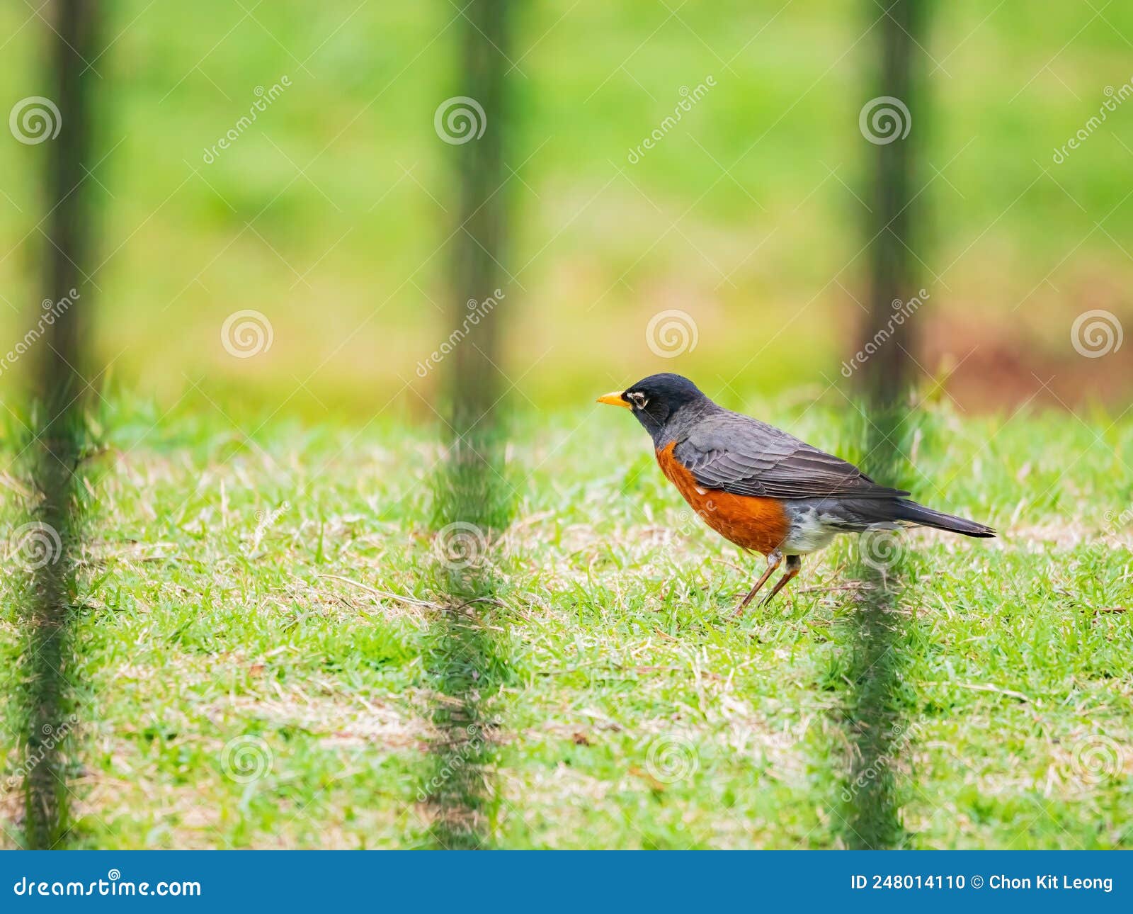 Close Up Shot of American Robin Behind the Bar Stock Photo - Image of ...