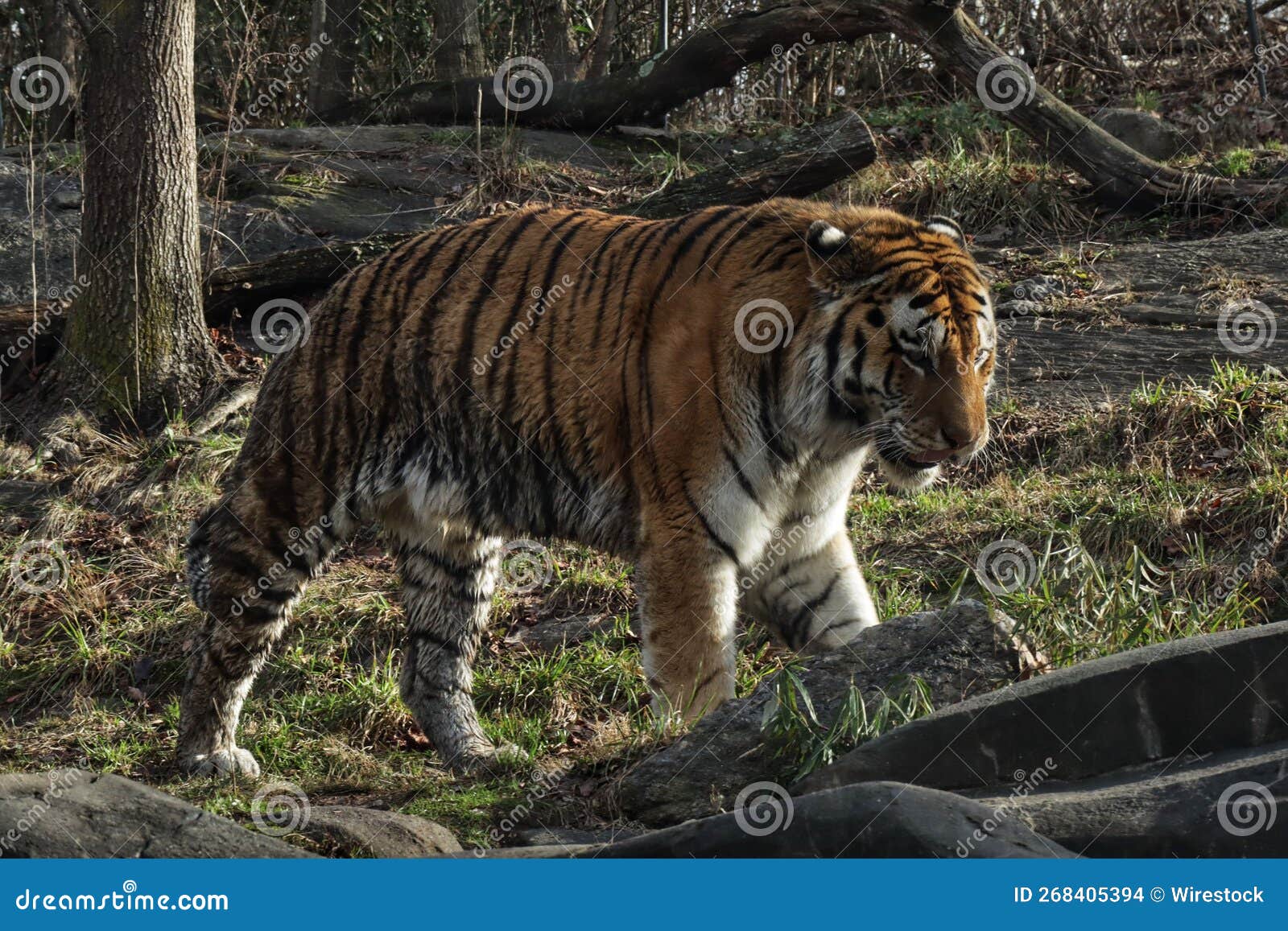 Close-up Shot of an Amur Tiger Walking in a Forest Stock Photo - Image ...