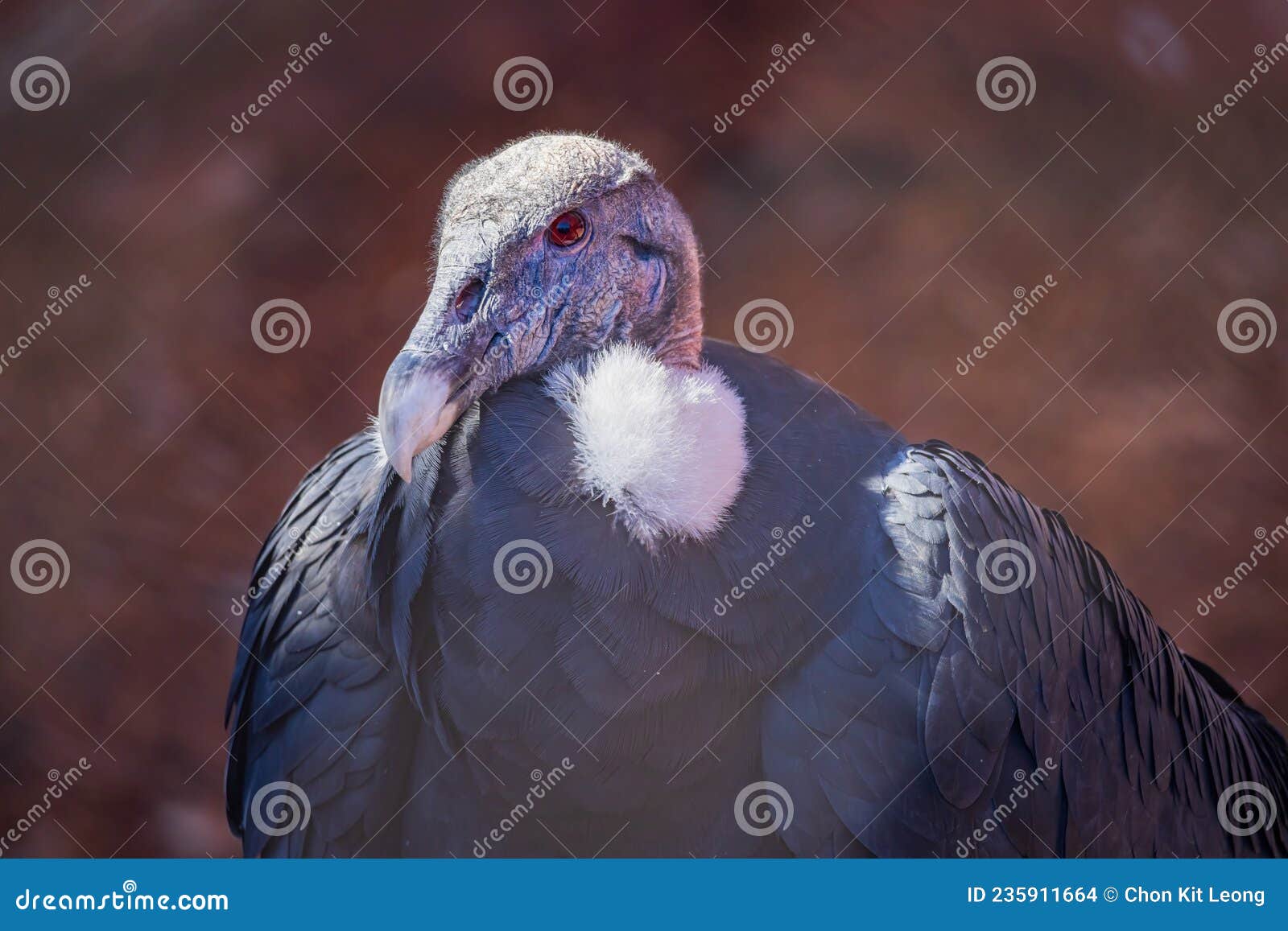 Close Up Shot of a Andean Condor Stock Photo - Image of nature, urban ...
