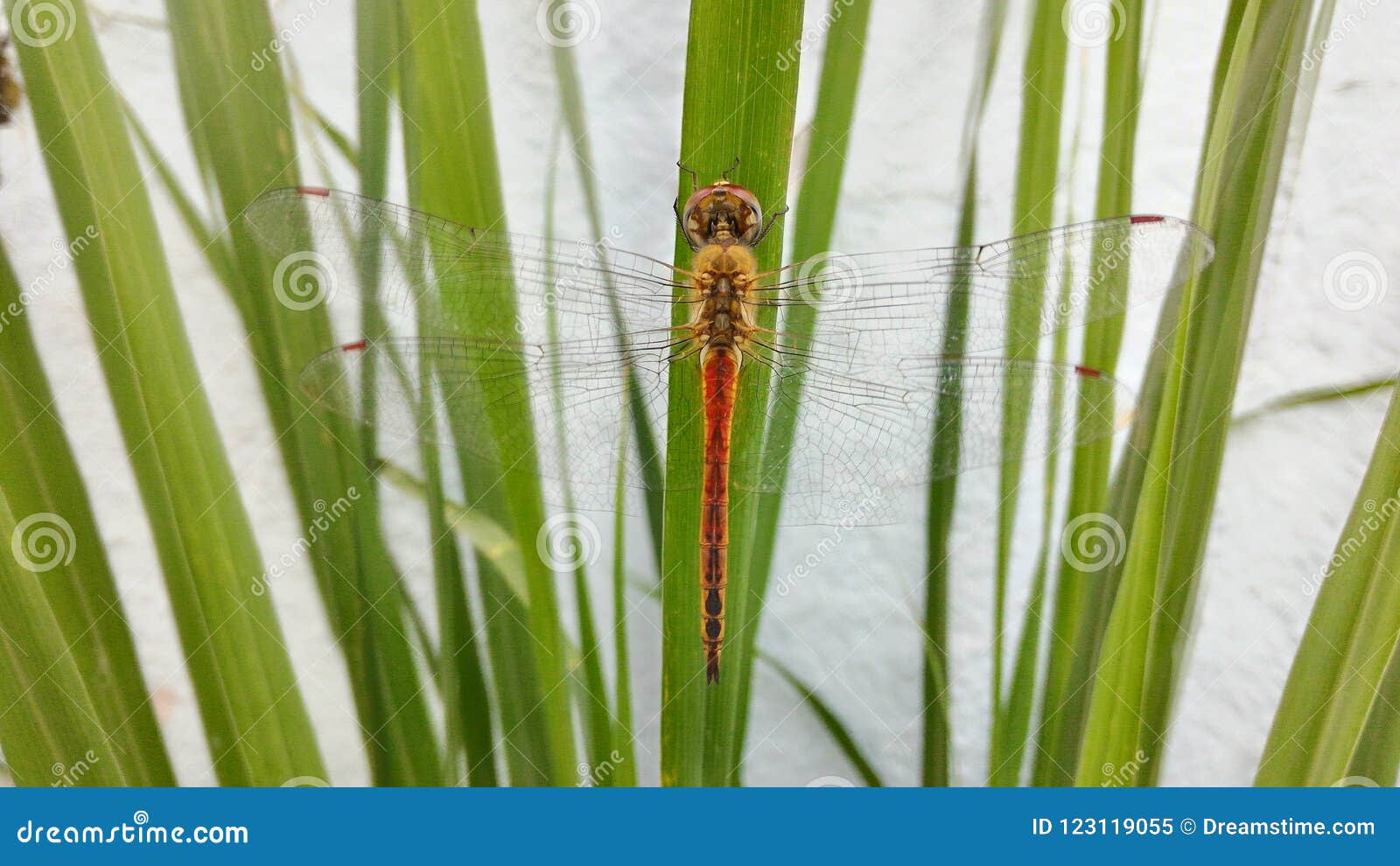 Helicopter insect stock image. Image of android, shot - 123119055