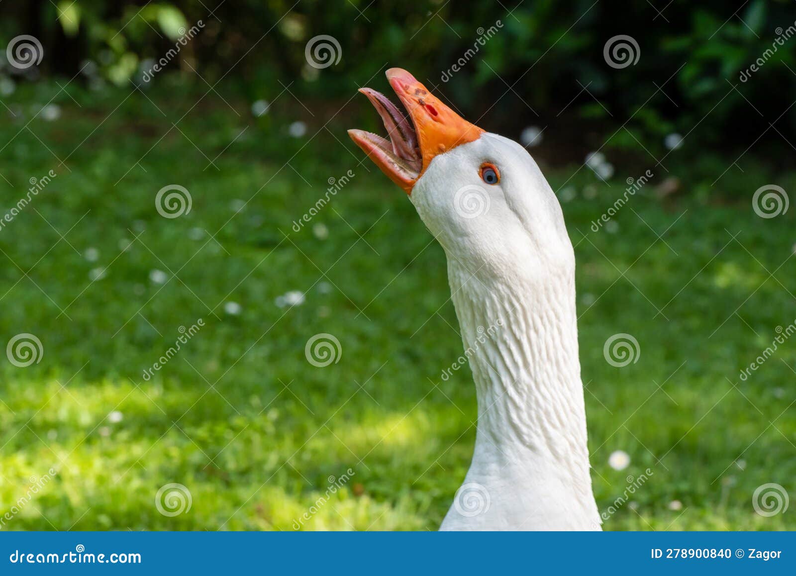 A Close Up Shot of an Angry Goose Stock Photo - Image of farm, feather ...