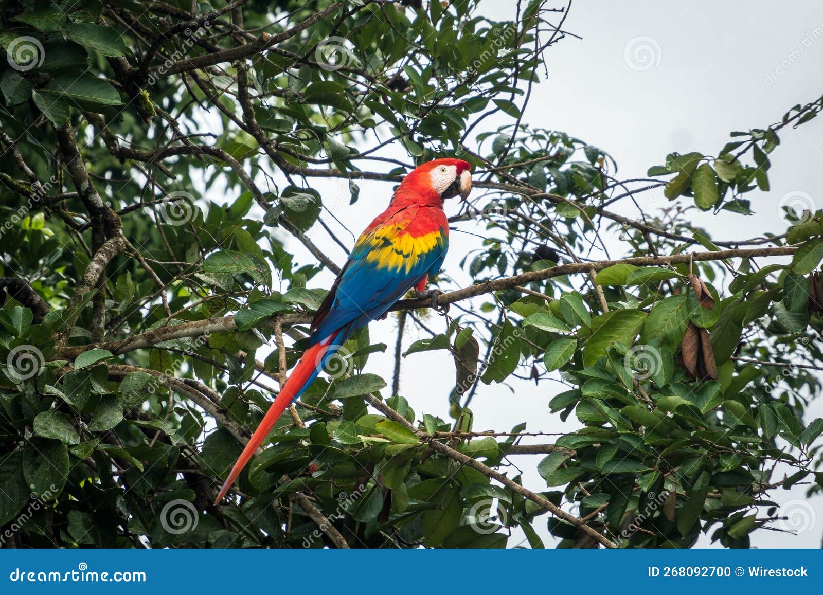 Close-up Shot of an Ara Parrot Sitting on a Tree Branch Stock Photo ...