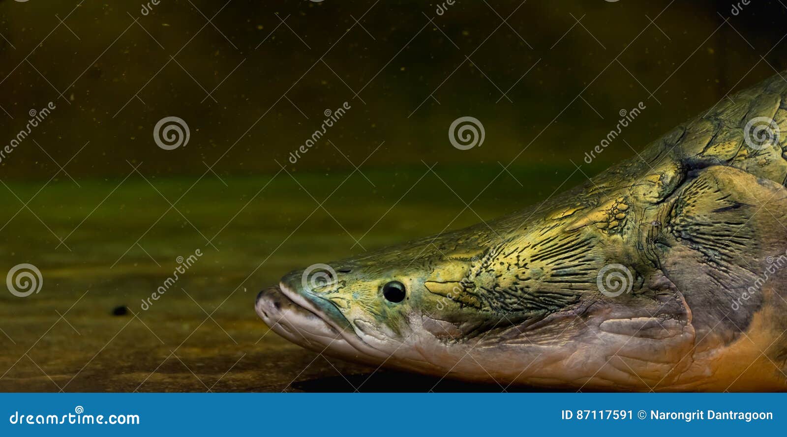 Close Up Shot of Arapaima Fish Head Stock Image - Image of closeup ...