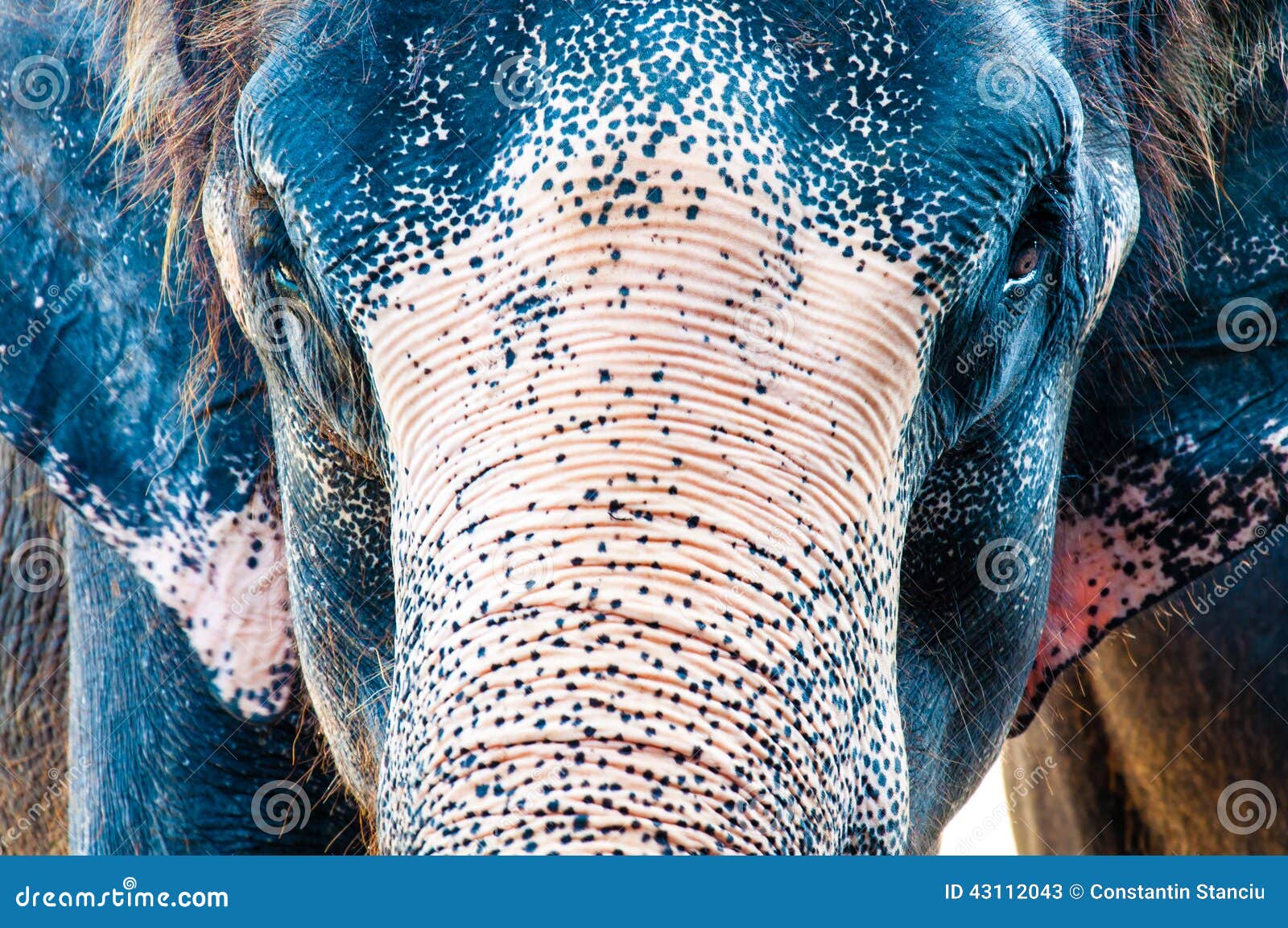 Close-up Shot of Asian Elephant Head Stock Image - Image of animal ...