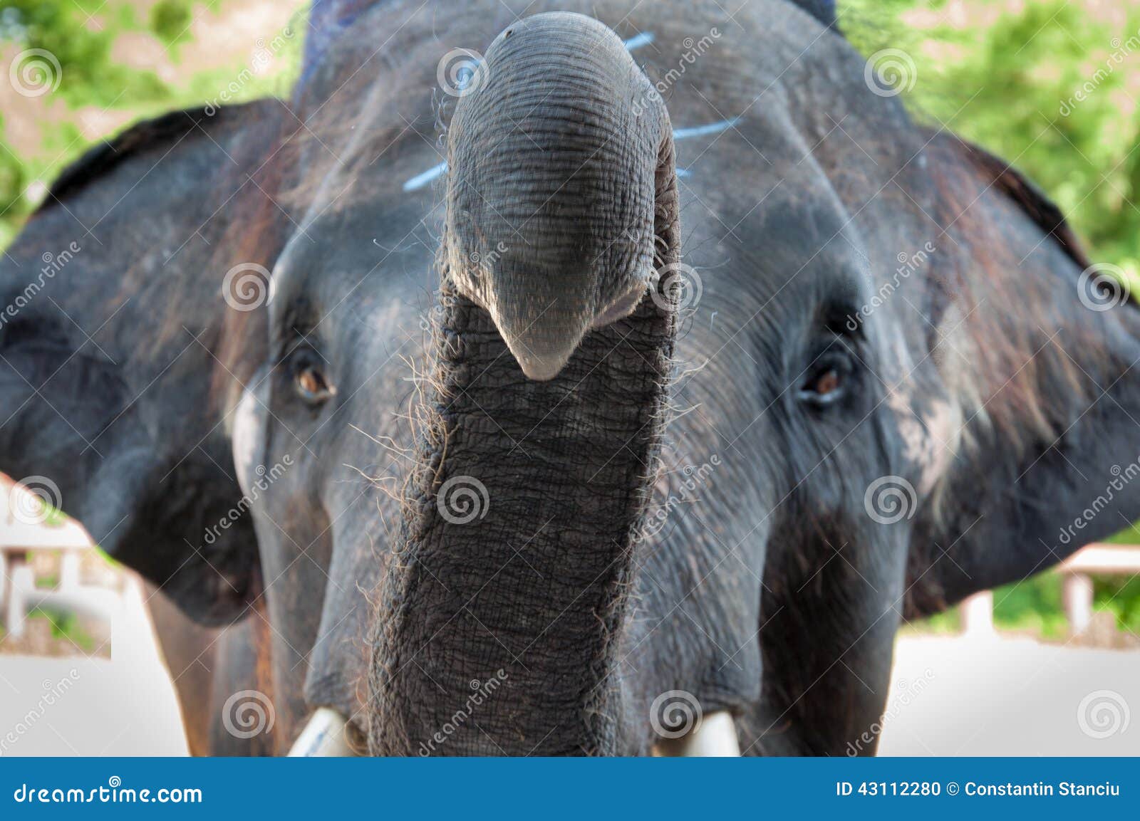 Close-up Shot of Asian Elephant Head Stock Photo - Image of aged, tough ...