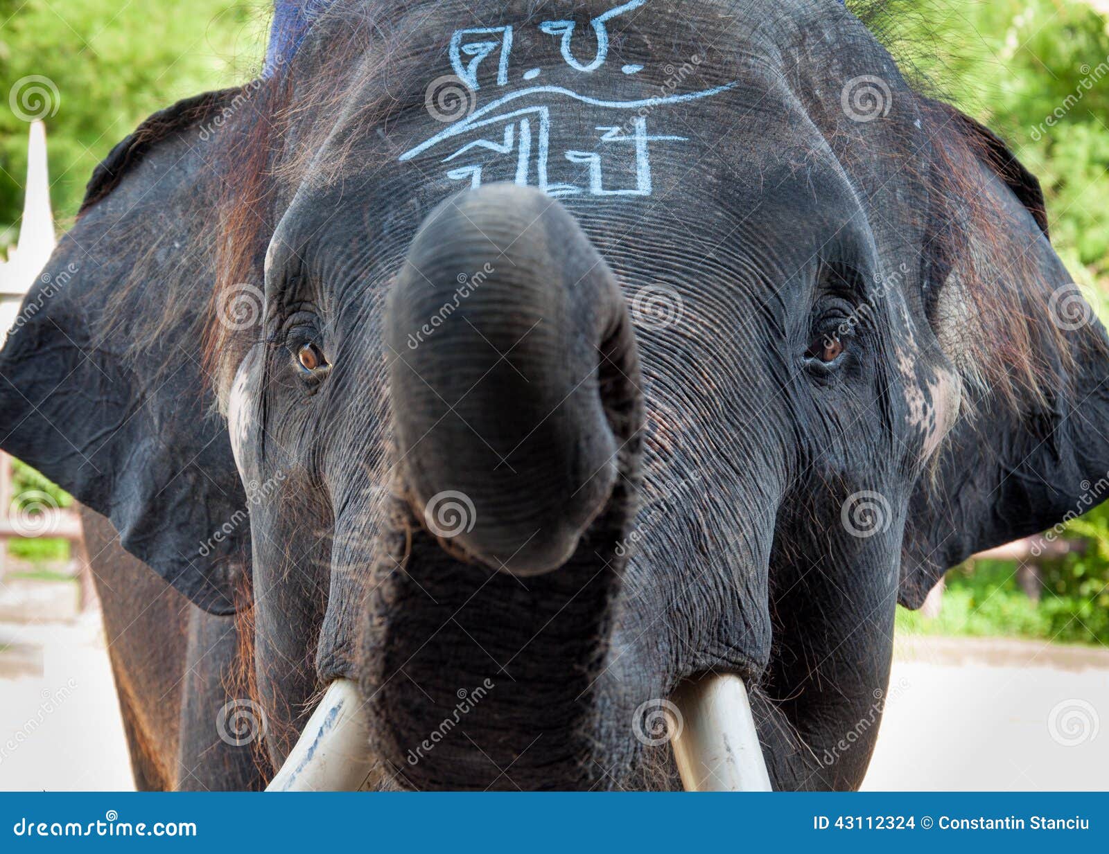 Close-up Shot of Asian Elephant Head Stock Photo - Image of asia, aged ...