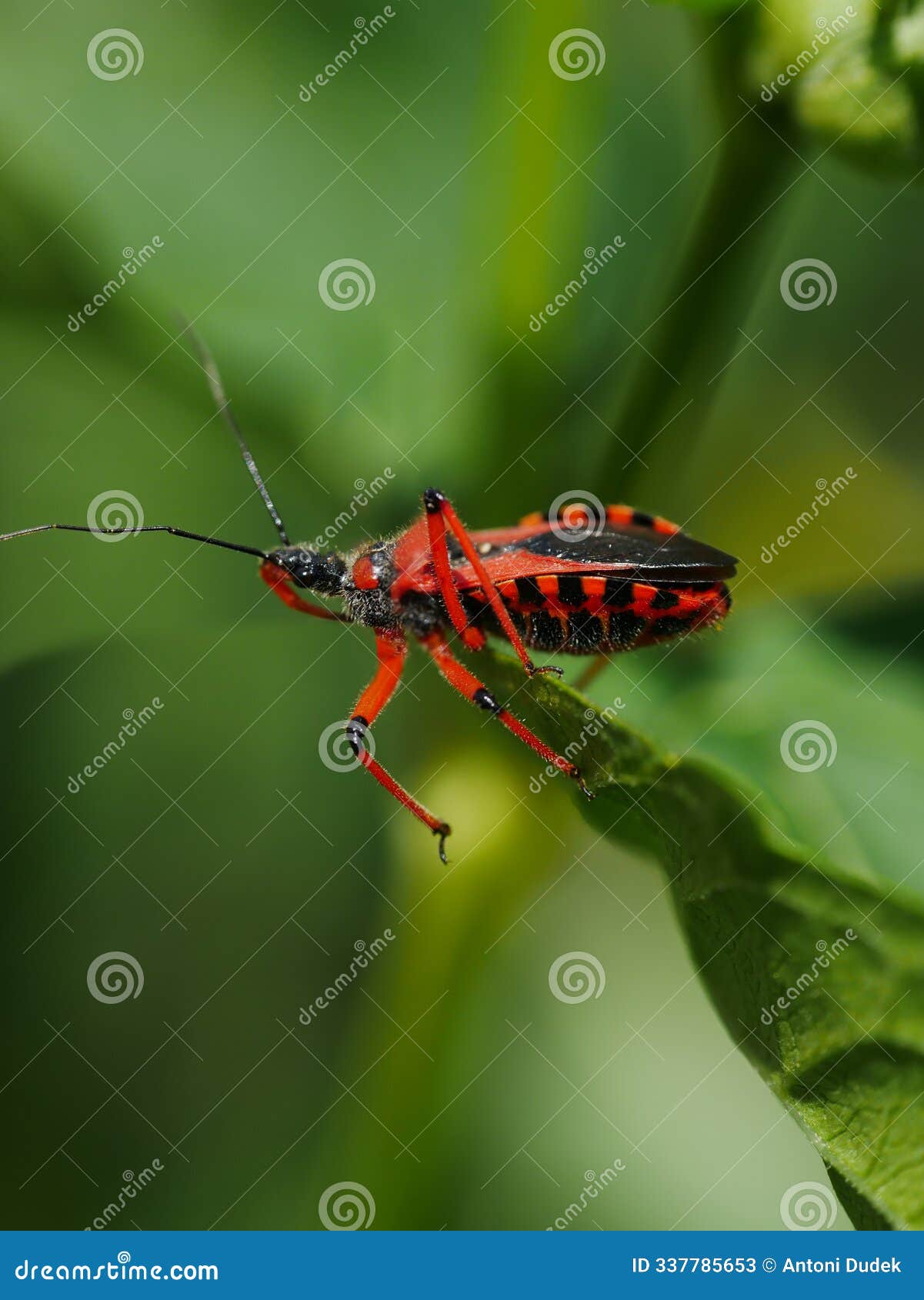 A Close-up Shot of an Assassin Bug Stock Image - Image of invertebrate ...