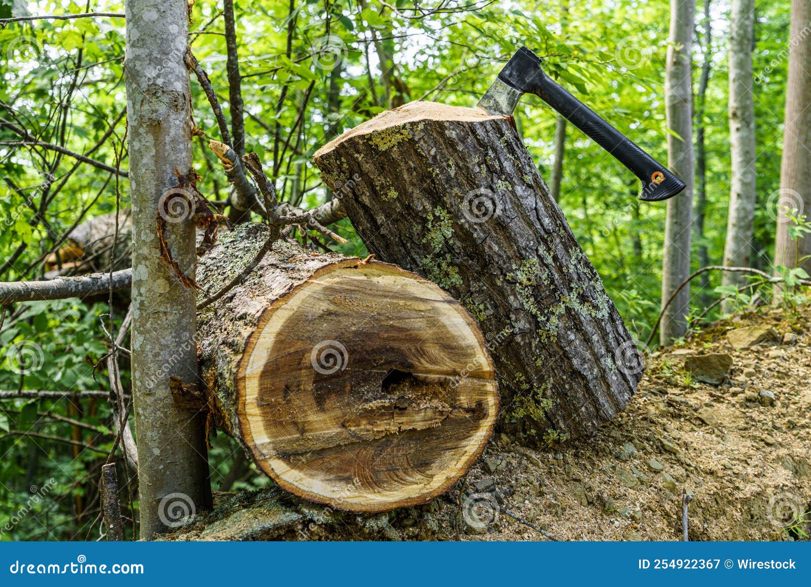 Close-up Shot of an Axe on Cut Tree Logs Stock Image - Image of texture ...