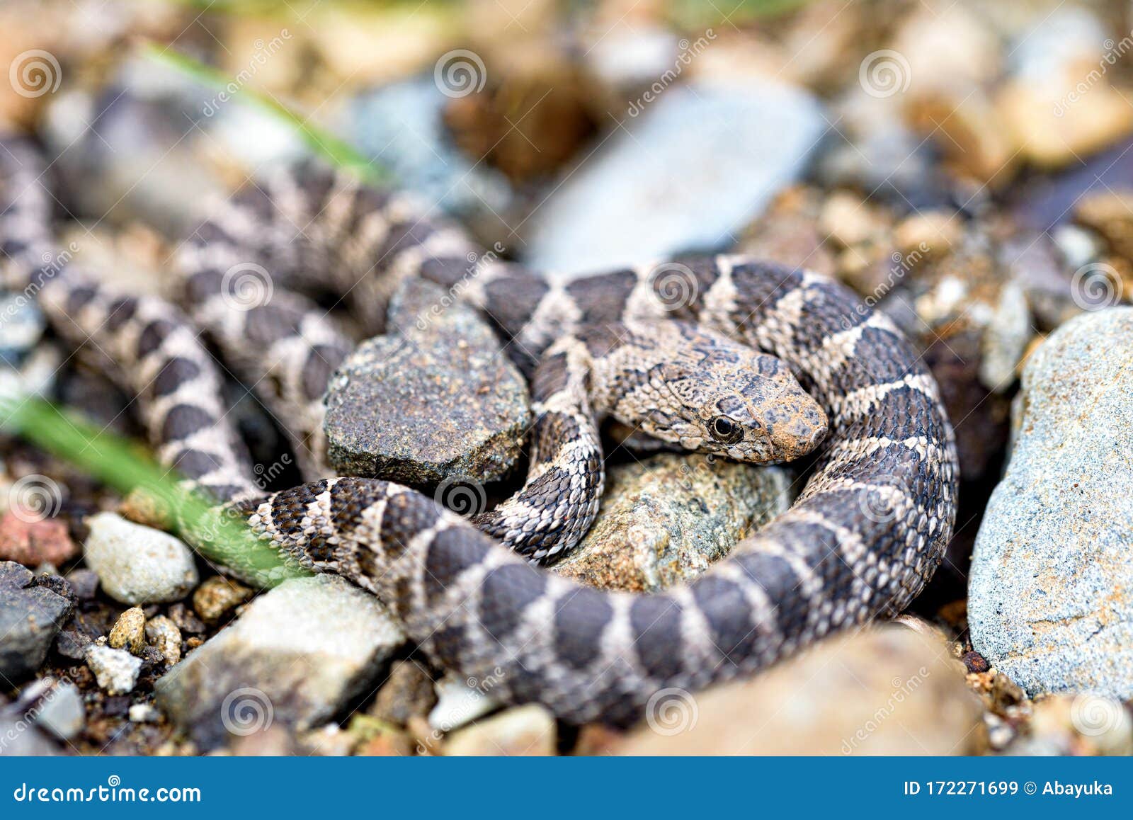 Close-up Shot of Baby Coin Snake Stock Image - Image of small, coin ...
