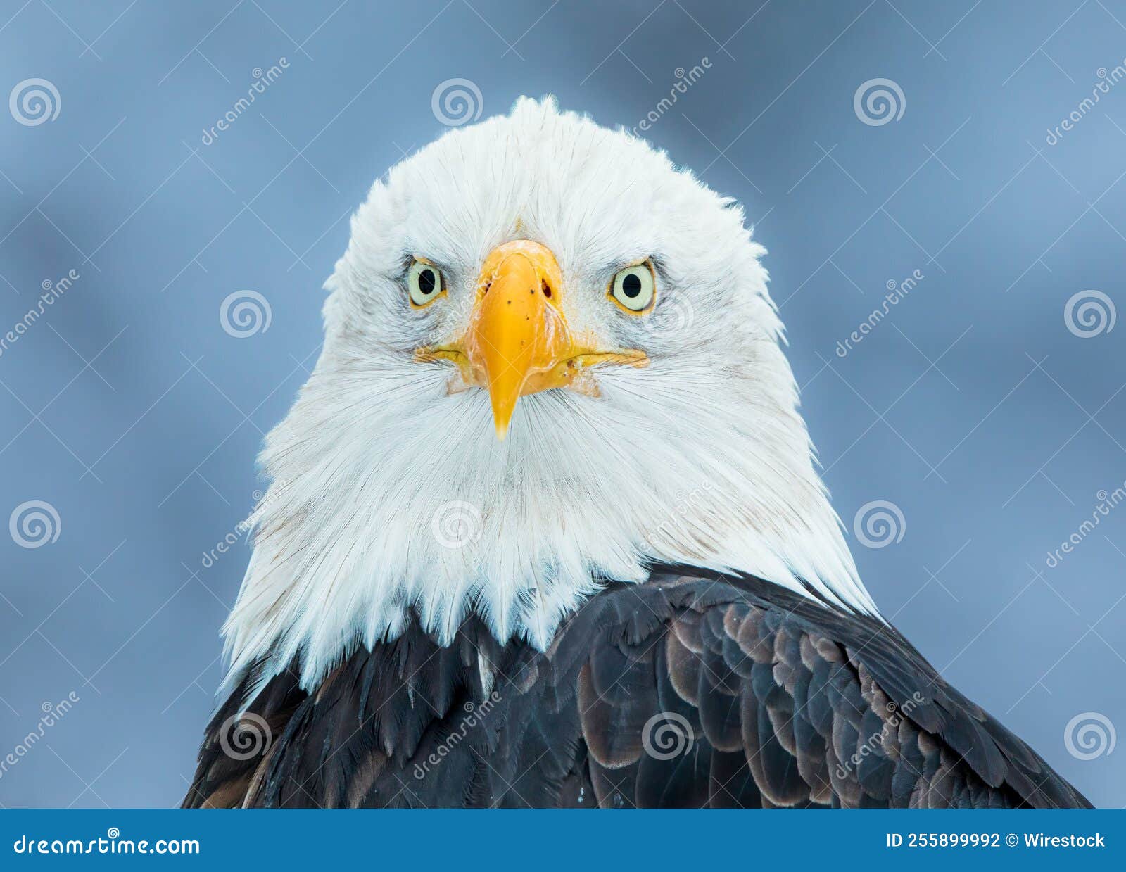 Close-up Shot of a Bald Eagle in a Blur Stock Photo - Image of camera ...
