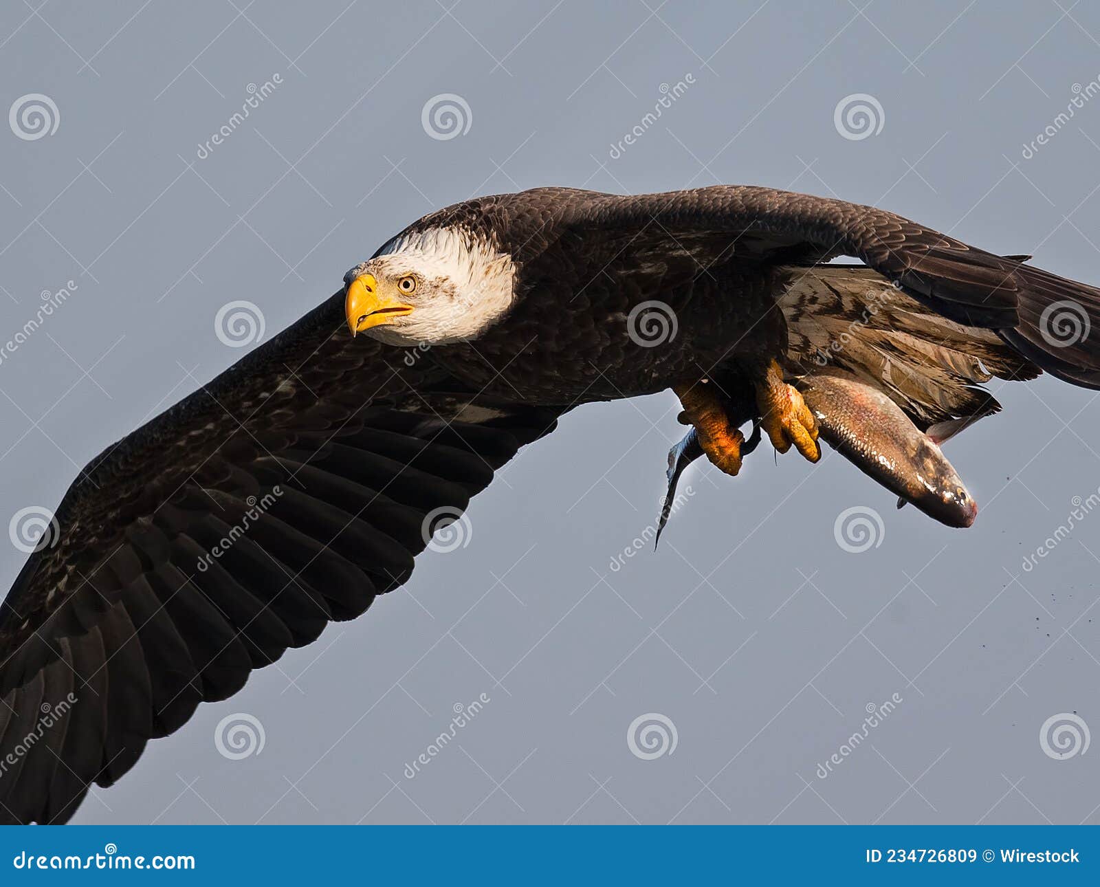 Close-up Shot of a Bald Eagle while Flying Stock Image - Image of ...