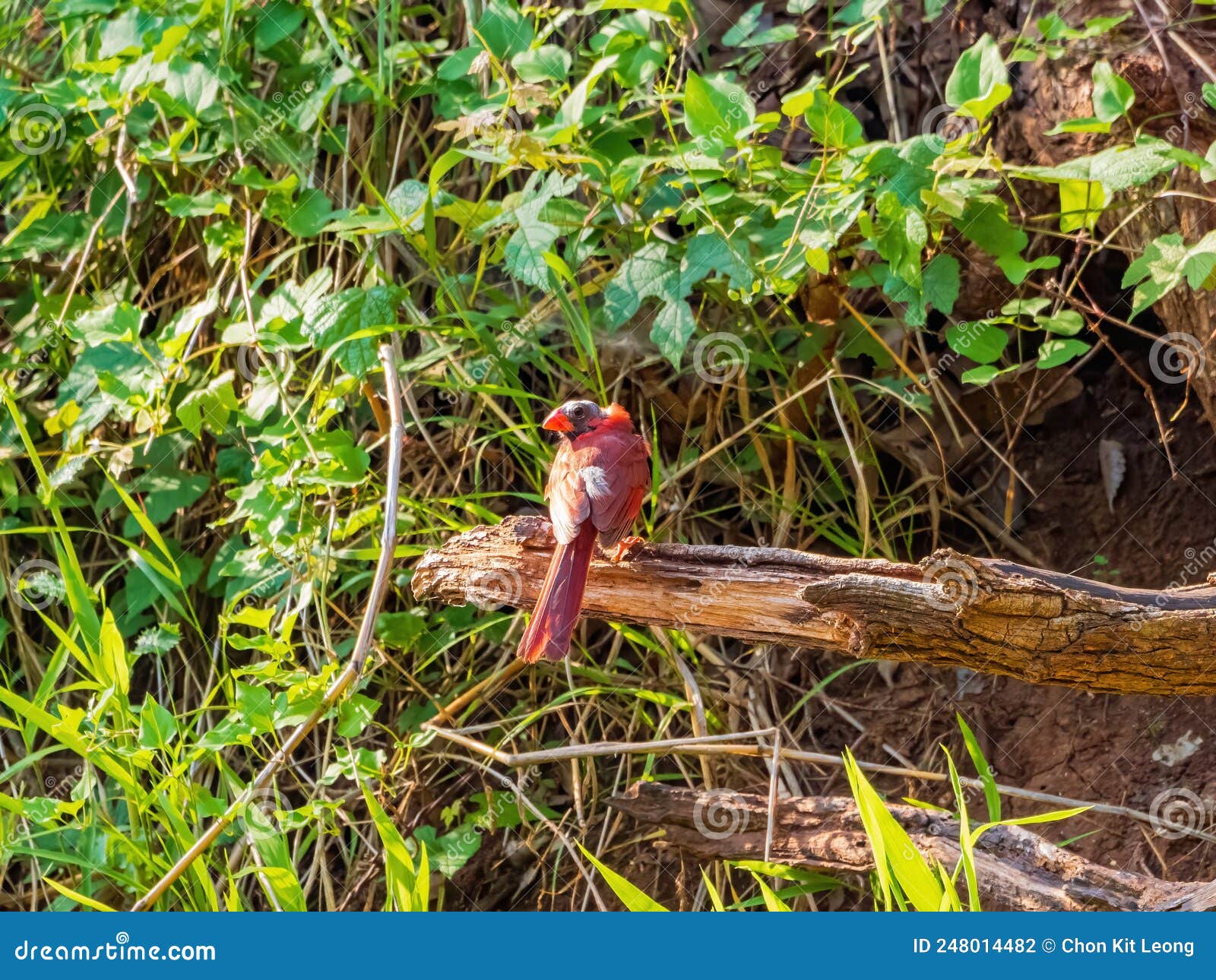 Close Up Shot Of Bald Head Northern Cardinal On A Tree Stock Photo ...