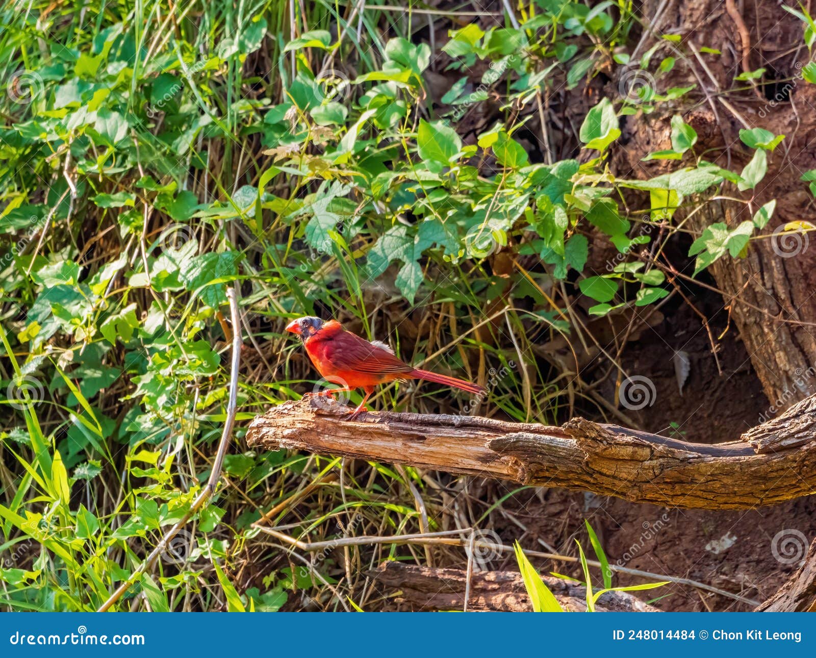 Close Up Shot Of Bald Head Northern Cardinal On A Tree Stock ...