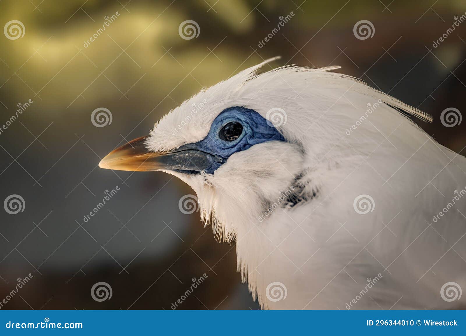 Close-up Shot of a Bali Myna Bird. Stock Photo - Image of aloft ...