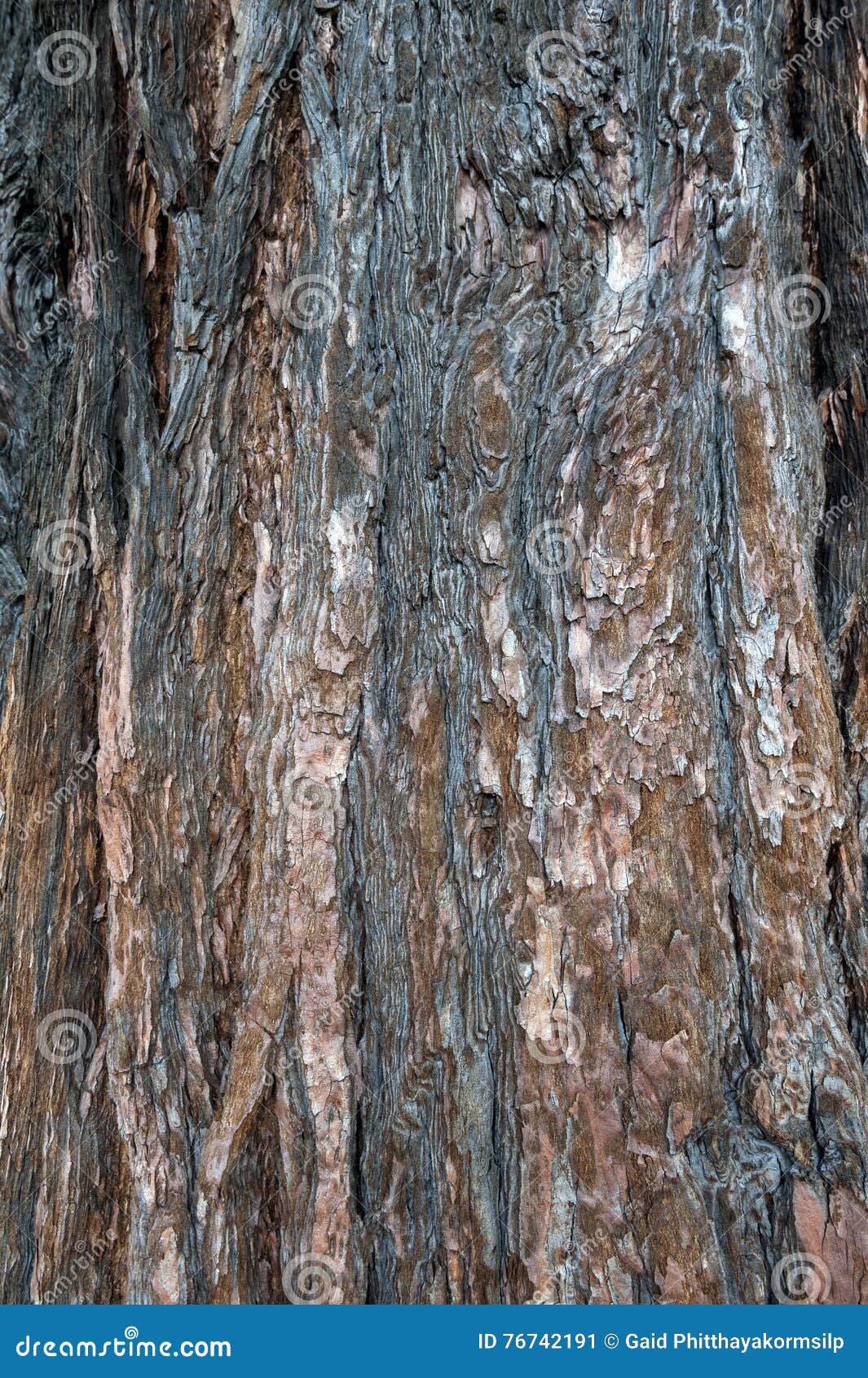 Close-up Shot on Bark Texture of Cedar Tree Stock Image - Image of ...