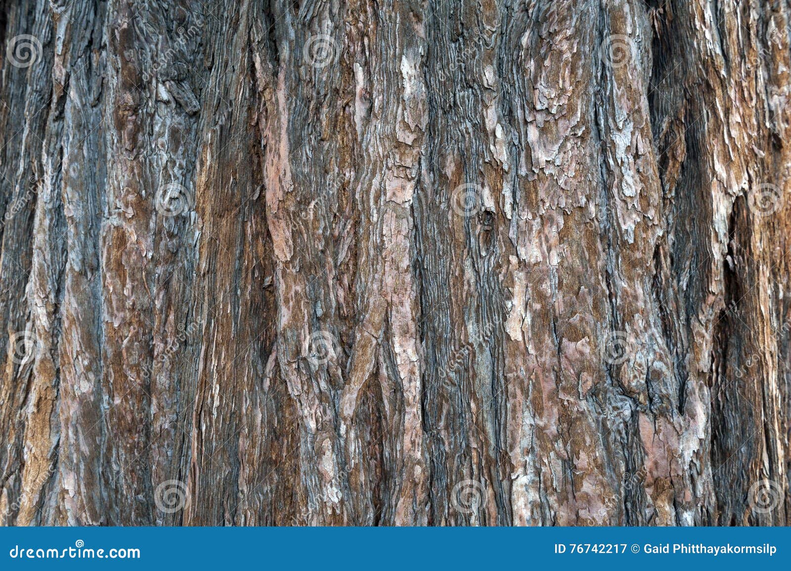 Close-up Shot on Bark Texture of Cedar Tree Stock Image - Image of ...