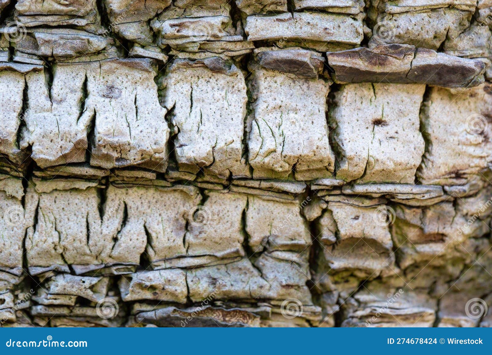 Close-up Shot of the Bark Tree Texture Stock Photo - Image of scaly ...
