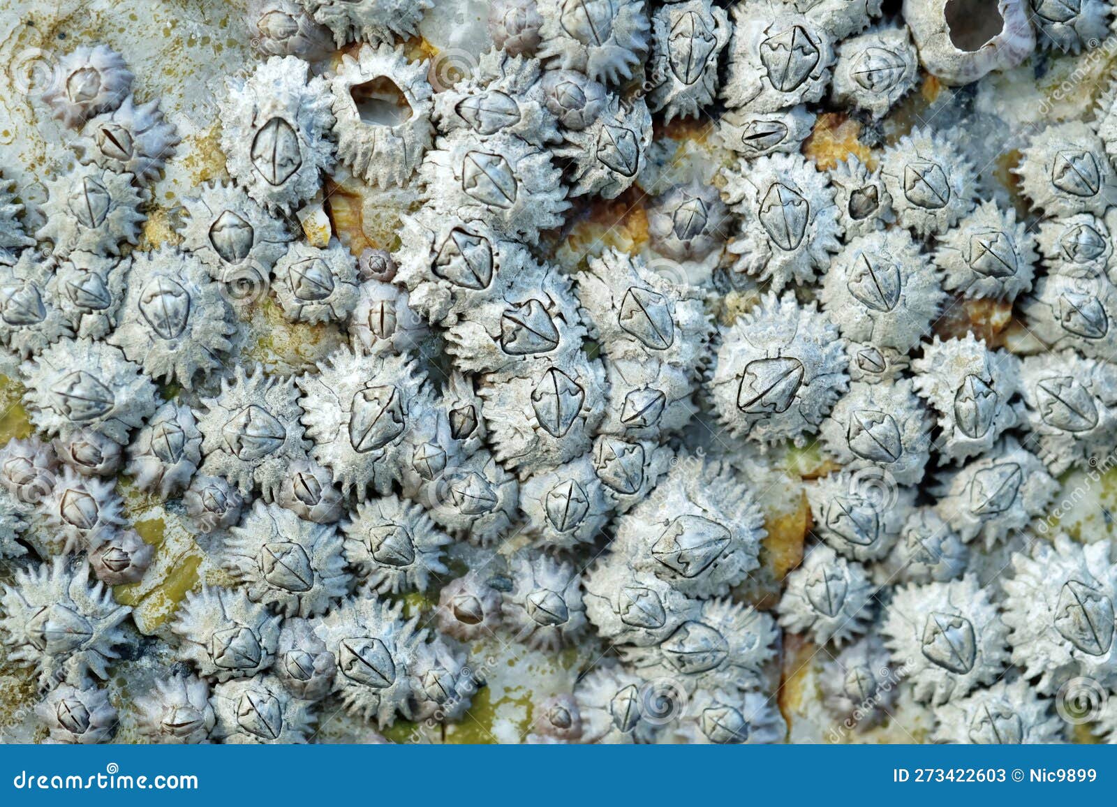 Close Up Shot of a Barnacle Stock Image - Image of coral, outdoor ...