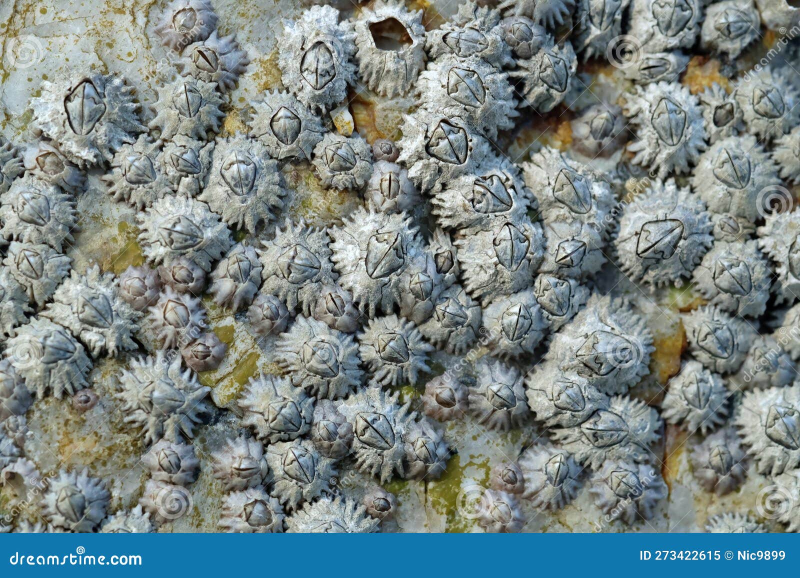 Close Up Shot of a Barnacle Stock Image - Image of pattern, shot: 273422615