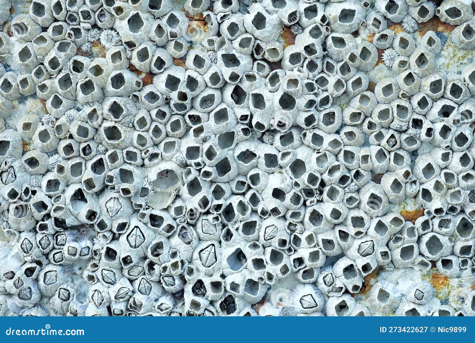 Close Up Shot of a Barnacle Stock Image - Image of beach, leaf: 273422627