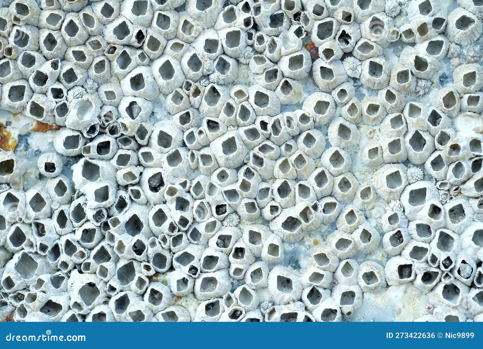 Close Up Shot of a Barnacle Stock Photo - Image of beach, nature: 273422636