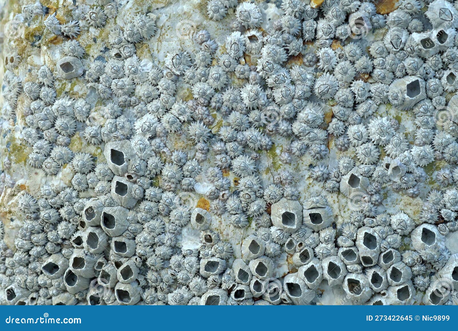 Close Up Shot of a Barnacle Stock Image - Image of branch, autumn ...
