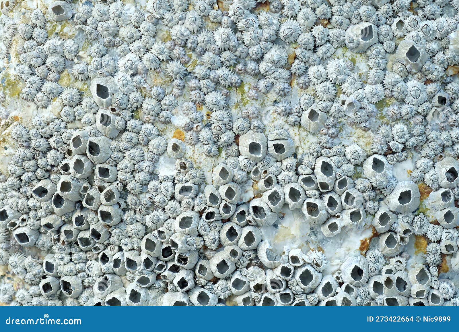 Close Up Shot of a Barnacle Stock Photo - Image of autumn, branch ...