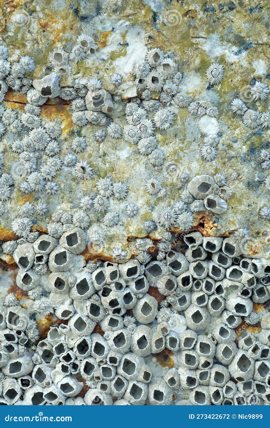 Close Up Shot of a Barnacle Stock Photo - Image of leaf, close: 273422672