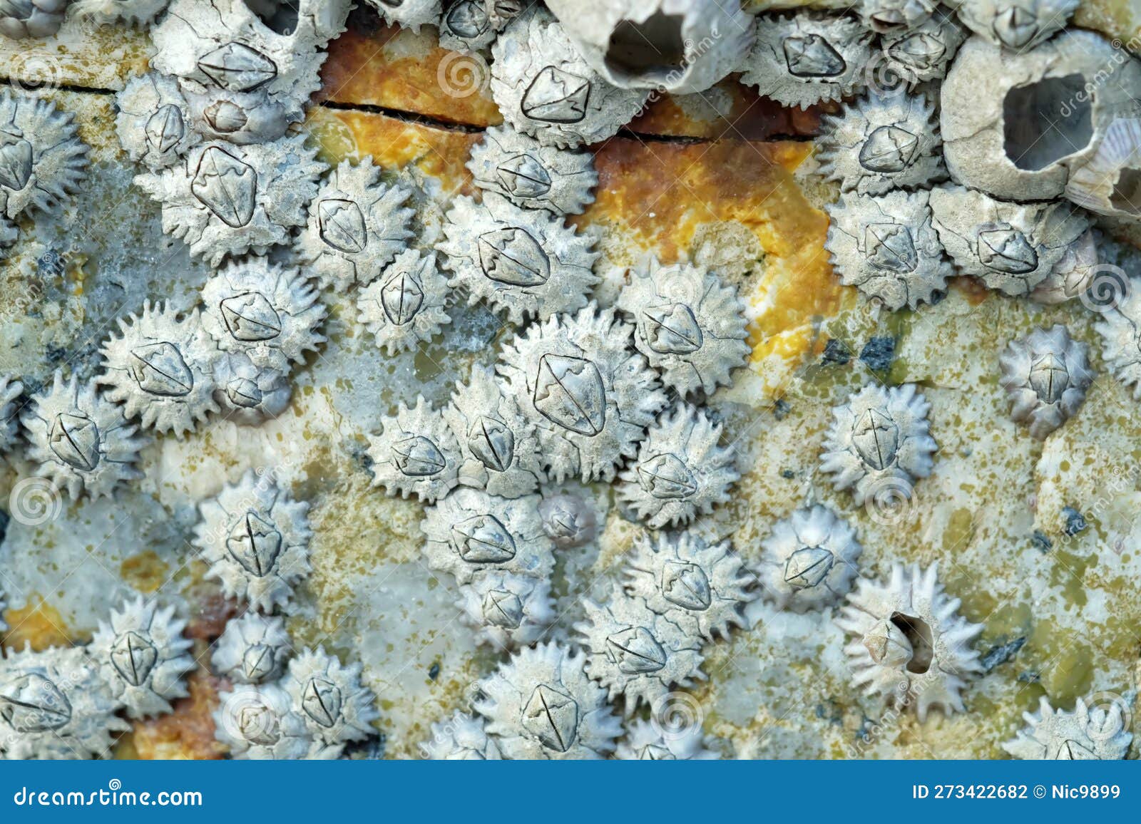 Close Up Shot of a Barnacle Stock Photo - Image of frost, invertebrate ...