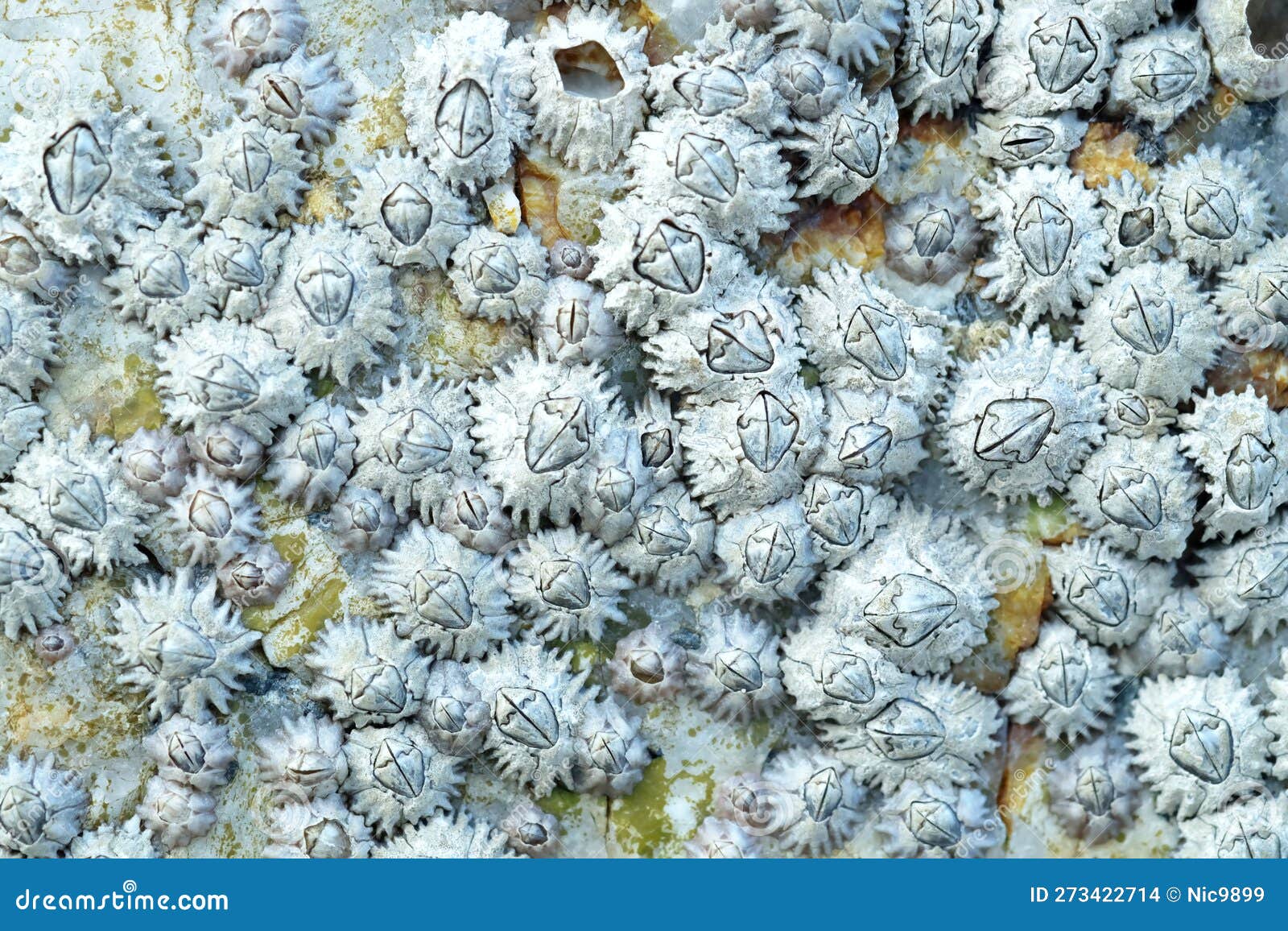 Close Up Shot of a Barnacle Stock Photo - Image of frost, nature: 273422714
